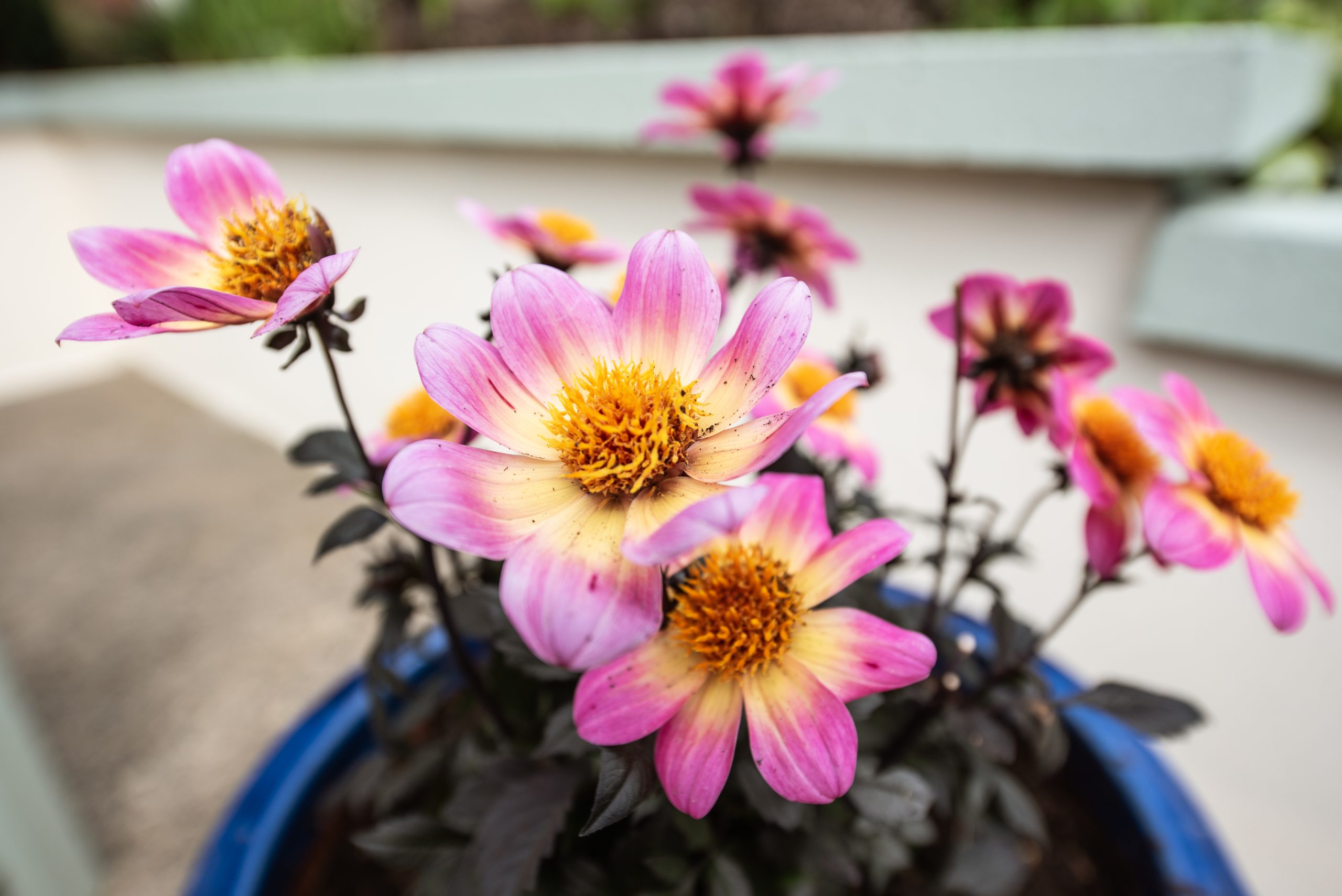 PRS 4988 copy | Belfast Health & Social Care Trust website